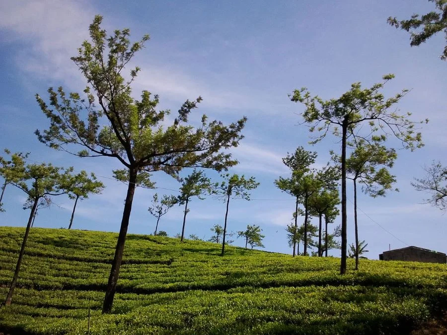 15 Best places to visit in Thekkady